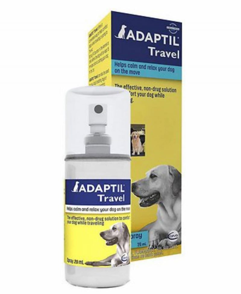 Dog Hyperventilating: Why it Happens and How to Help | Great Pet Care