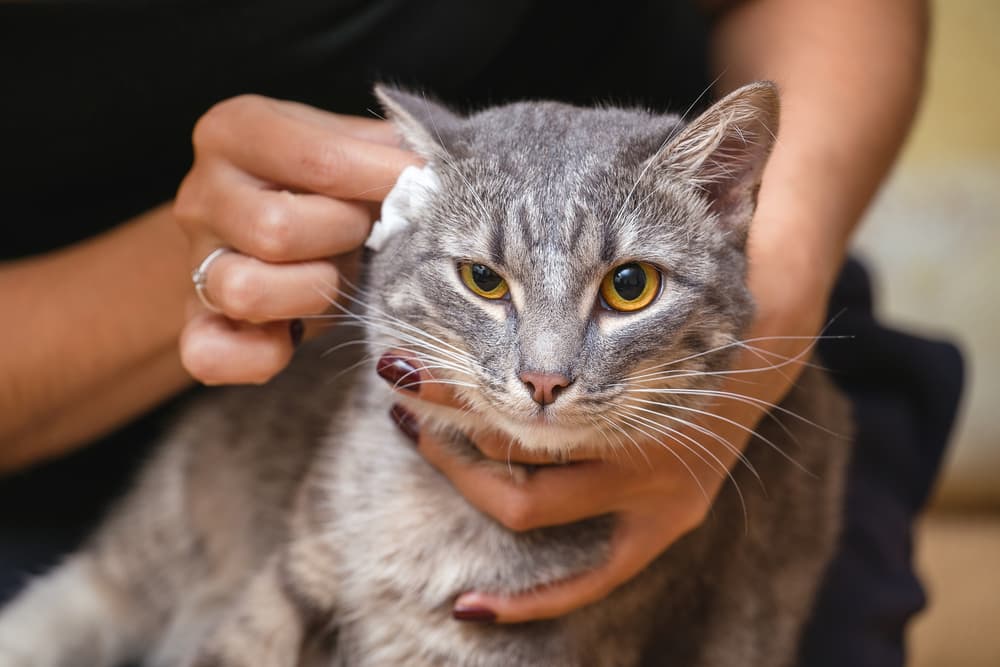 How To Clean A Cat s Ears Great Pet Care How To Clean A Cat s Ears Great Pet Care