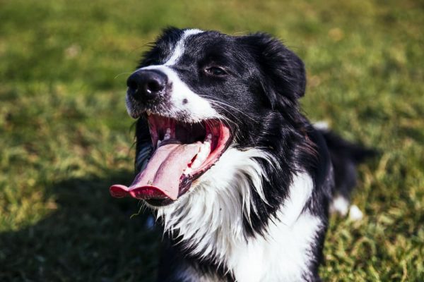 Dog Hyperventilating: Why it Happens and How to Help | Great Pet Care