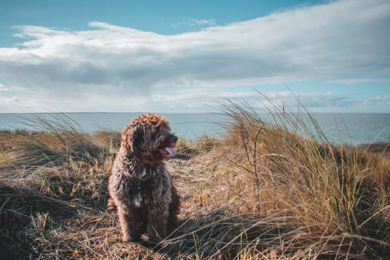 Dog Hyperventilating: Why it Happens and How to Help | Great Pet Care