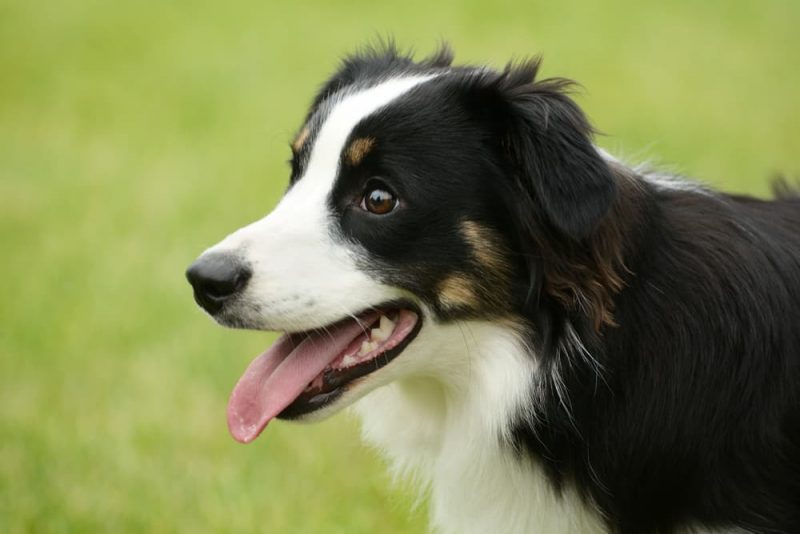 Dog Hyperventilating: Why it Happens and How to Help | Great Pet Care