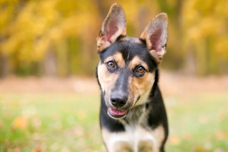 Dog Hyperventilating: Why it Happens and How to Help | Great Pet Care