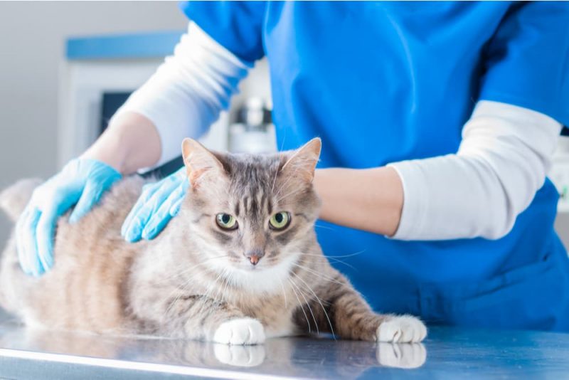 Miliary Dermatitis in Cats | Great Pet Care