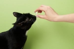 Miliary Dermatitis in Cats | Great Pet Care