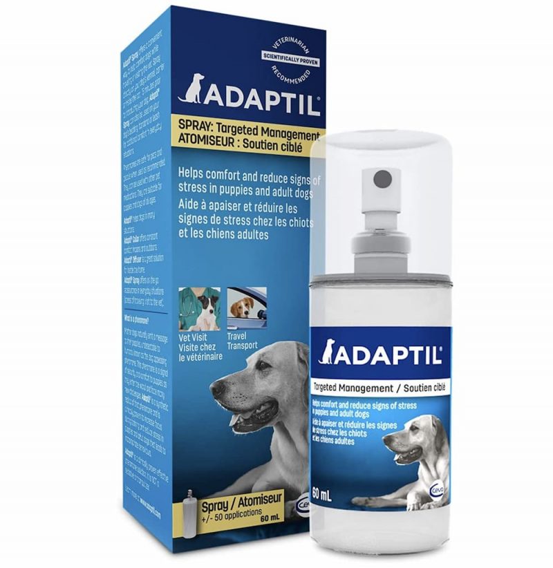 Dog Hyperventilating: Why it Happens and How to Help | Great Pet Care