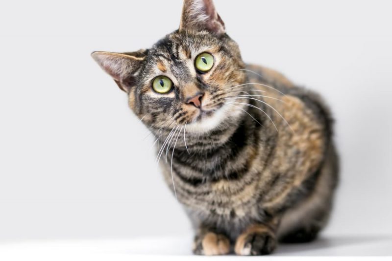 How to Clean a Cat’s Ears | Great Pet Care