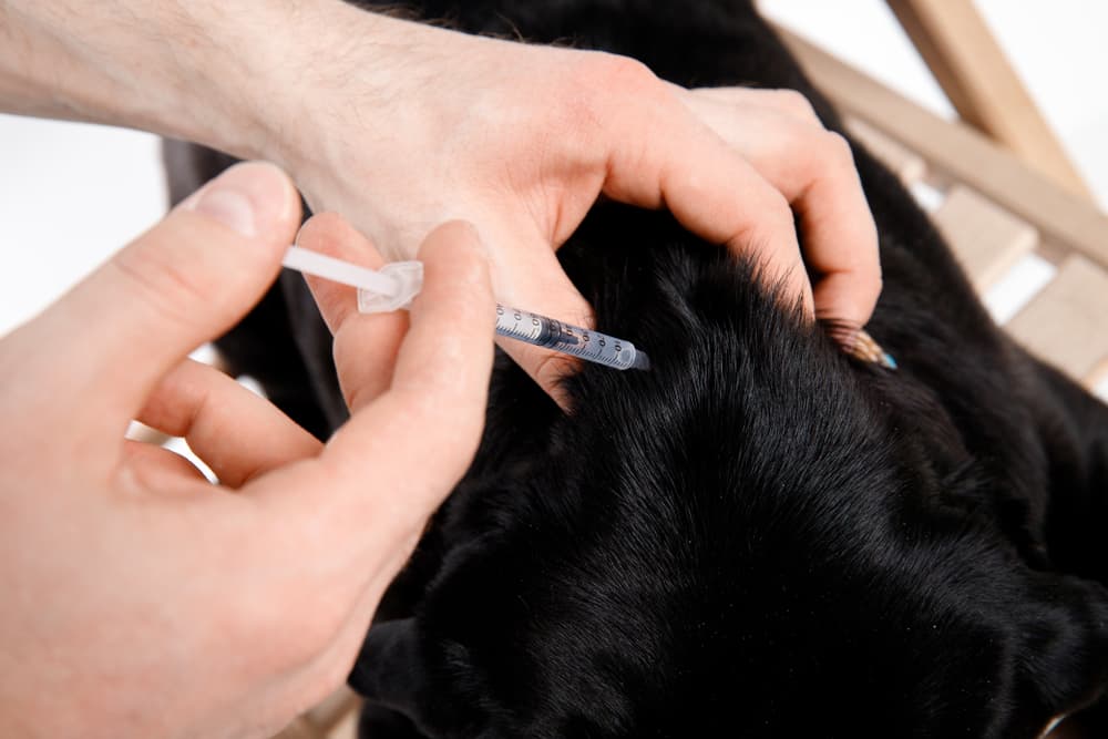 Insulin For Dogs Great Pet Care