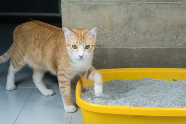 Cat Spraying: Why It Happens and How to Stop It | Great Pet Care