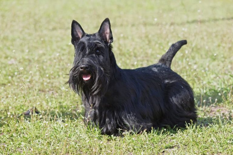 10 Dog Breeds With Beautiful Beards | Great Pet Care