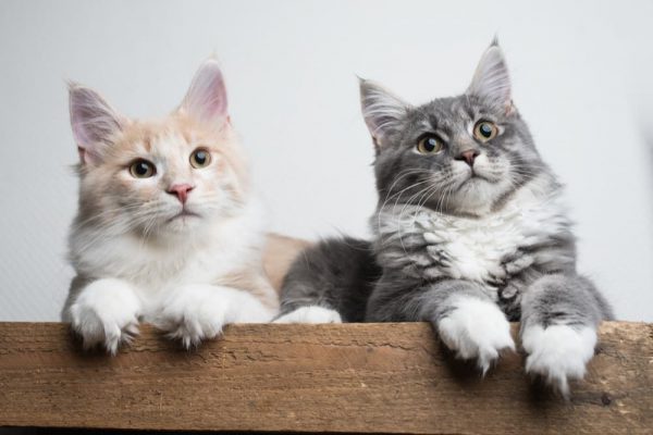 Cat Spraying: Why It Happens and How to Stop It | Great Pet Care