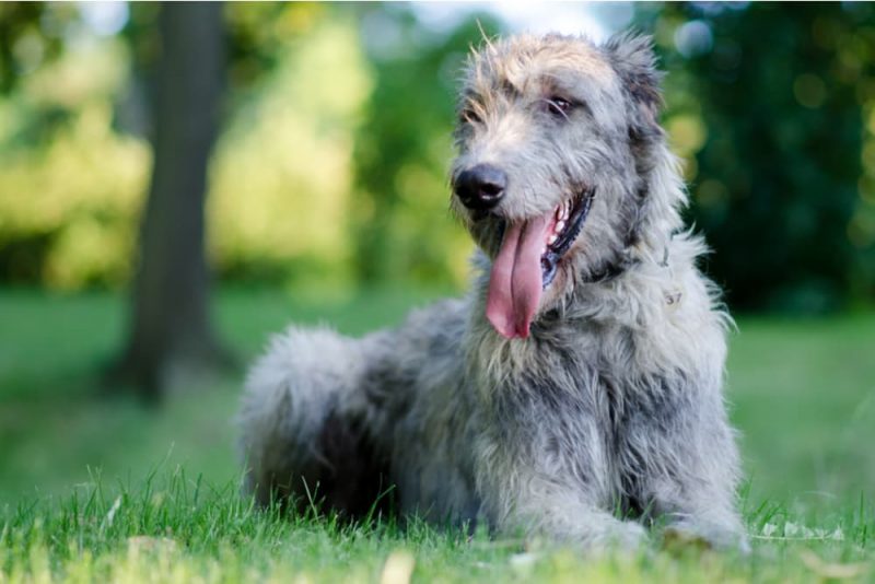 10 Dog Breeds With Beautiful Beards | Great Pet Care