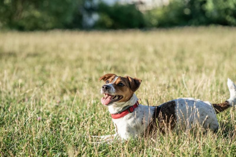 Dog Zoomies: Understanding Why Dogs Run Like Crazy | Great Pet Care