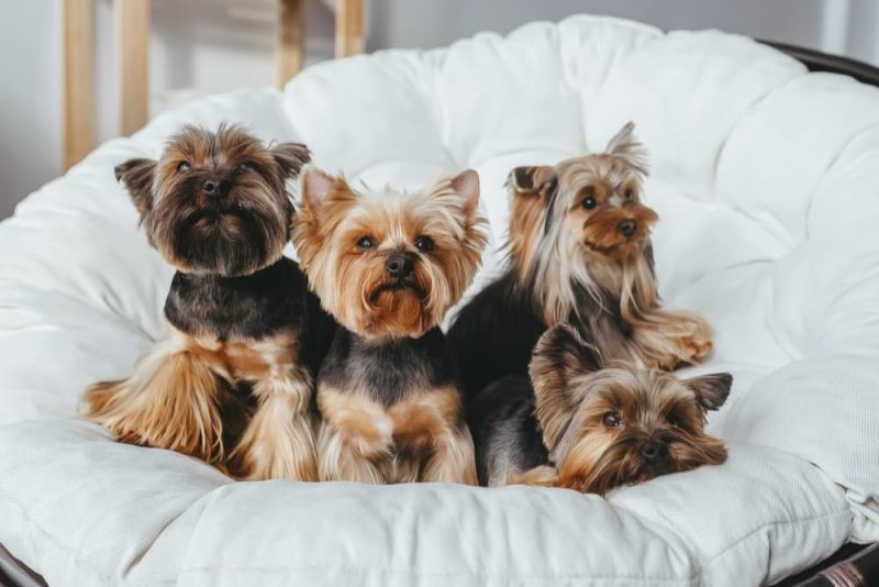 10 Dog Breeds With Beautiful Beards | Great Pet Care