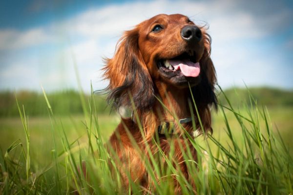 Dog Nip: What to Know About Anise for Dogs | Great Pet Care
