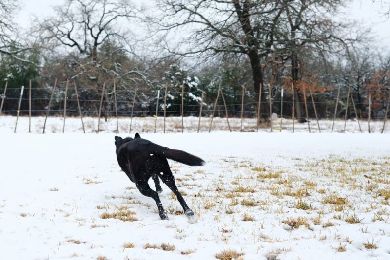 Dog Zoomies: Understanding Why Dogs Run Like Crazy | Great Pet Care