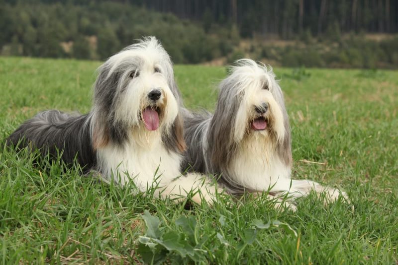 10 Dog Breeds With Beautiful Beards | Great Pet Care
