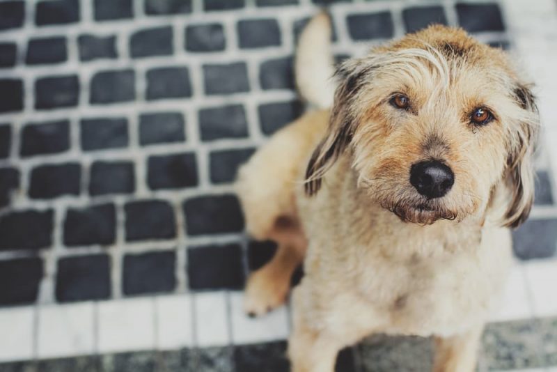 Soft Dog Poop: Causes and How to Help | Great Pet Care