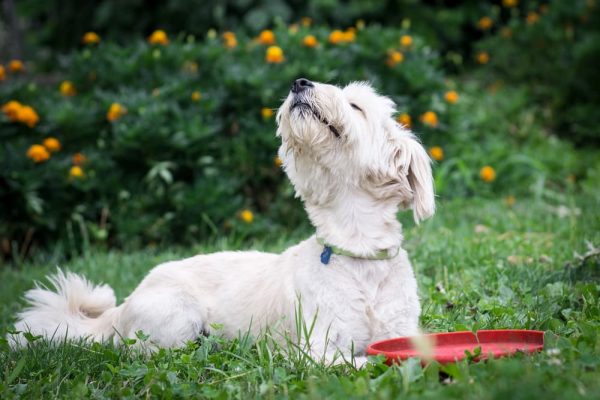 Dog Nip: What to Know About Anise for Dogs | Great Pet Care