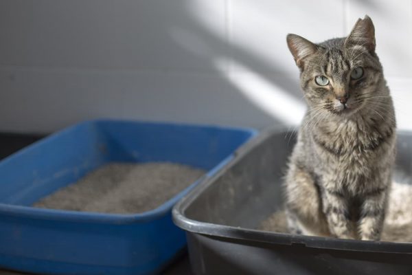 Cat Spraying: Why It Happens and How to Stop It | Great Pet Care