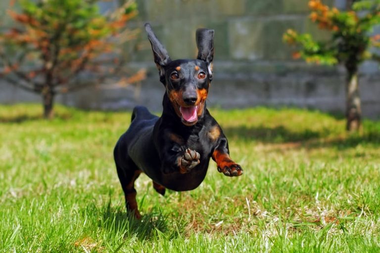 Dog Zoomies: Understanding Why Dogs Run Like Crazy | Great Pet Care