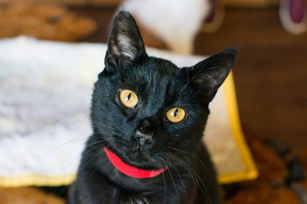 Cat Spraying: Why It Happens and How to Stop It | Great Pet Care