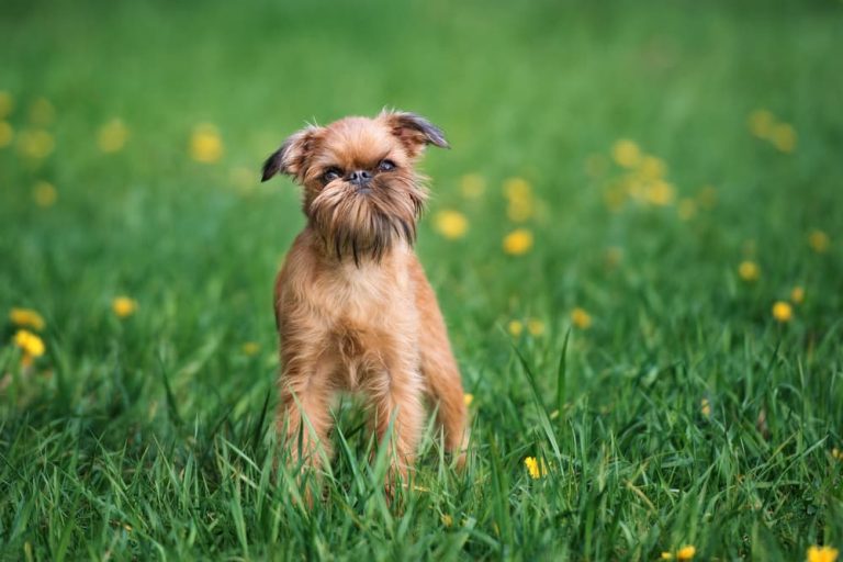 10 Dog Breeds With Beautiful Beards | Great Pet Care