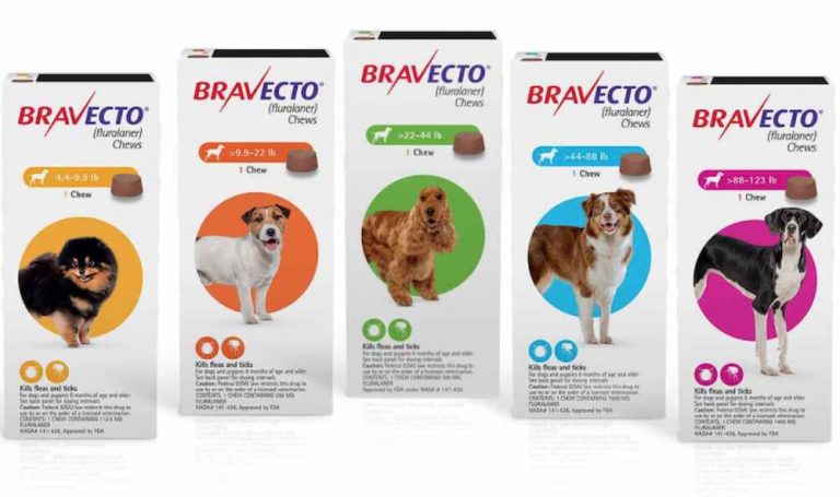 Best Tick Prevention for Dogs: Vet-Approved Picks | Great Pet Care