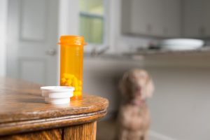 Enrofloxacin for Dogs | Great Pet Care