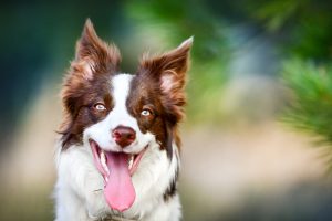 Enrofloxacin for Dogs | Great Pet Care