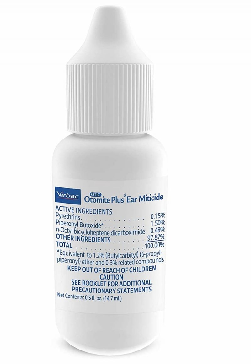 All the Reasons Your Dog’s Ears Smell | Great Pet Care