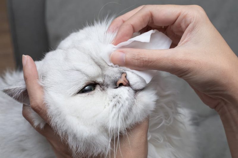 Cat Eye Infection: Symptoms and Treatment Options | Great Pet Care