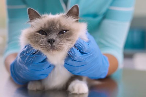 Cat Eye Infection: Symptoms and Treatment Options | Great Pet Care