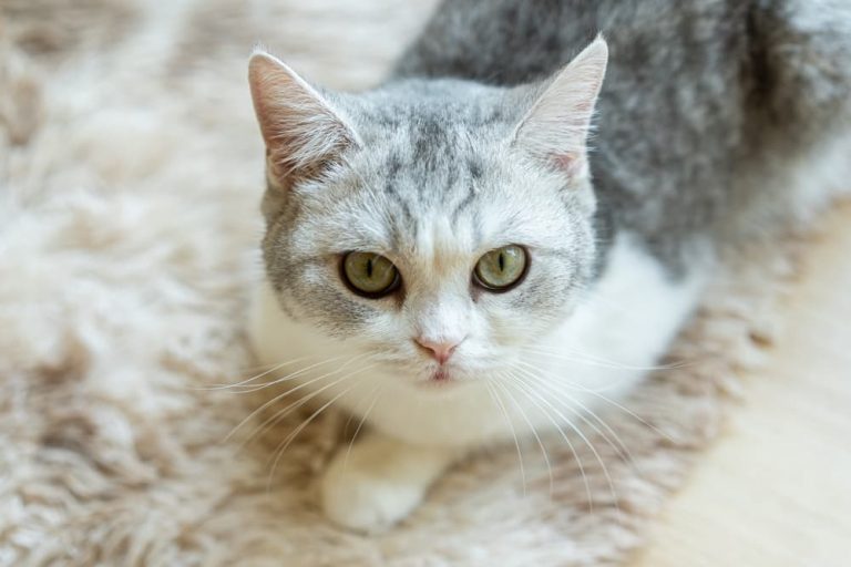 Cat Eye Infection: Symptoms and Treatment Options | Great Pet Care