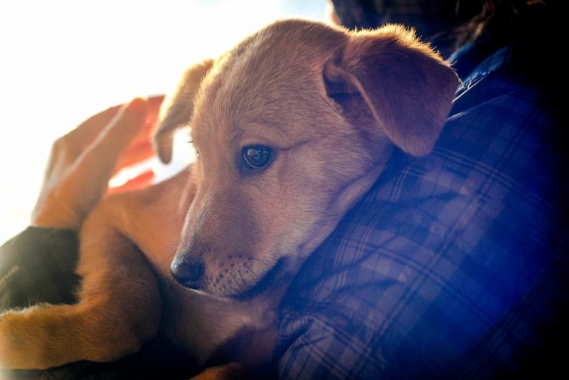 Dog Choking: What to Do and How to Prevent It | Great Pet Care