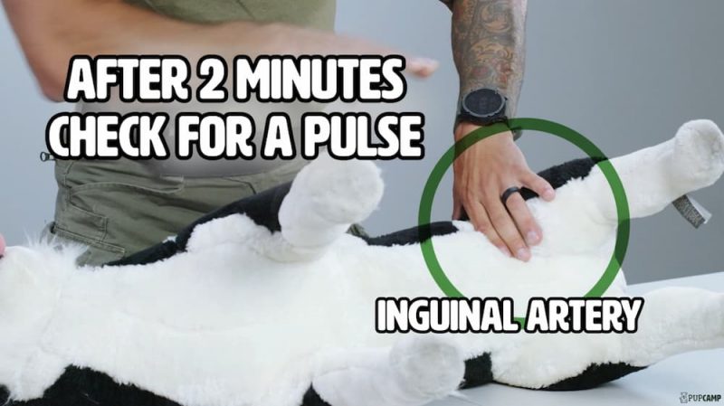 Dog CPR: 5 Life Saving Steps | Great Pet Care