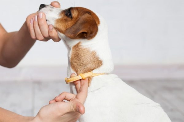 Best Flea Medicine for Dogs: Vet-Approved Options | Great Pet Care