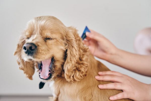 Best Flea Medicine for Dogs: Vet-Approved Options | Great Pet Care