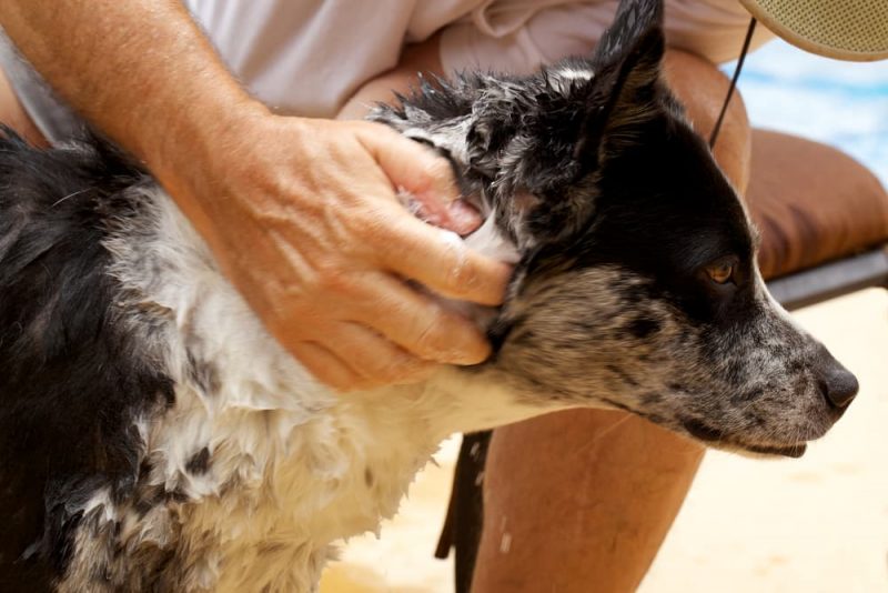 Best Flea Medicine for Dogs: Vet-Approved Options | Great Pet Care