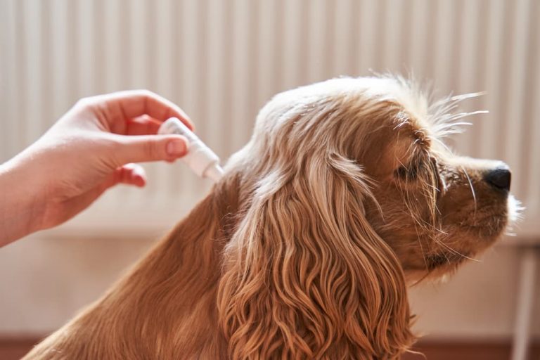 Best Flea Medicine for Dogs: Vet-Approved Options | Great Pet Care
