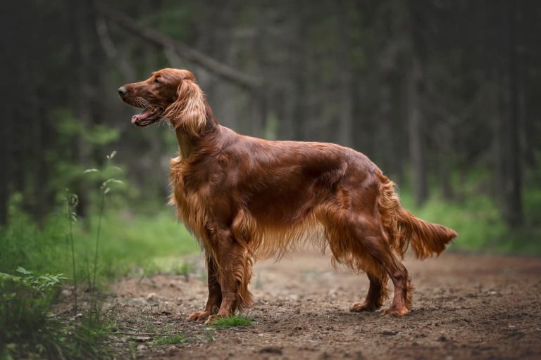 8 Irish Dog Breeds Native to Ireland | Great Pet Care