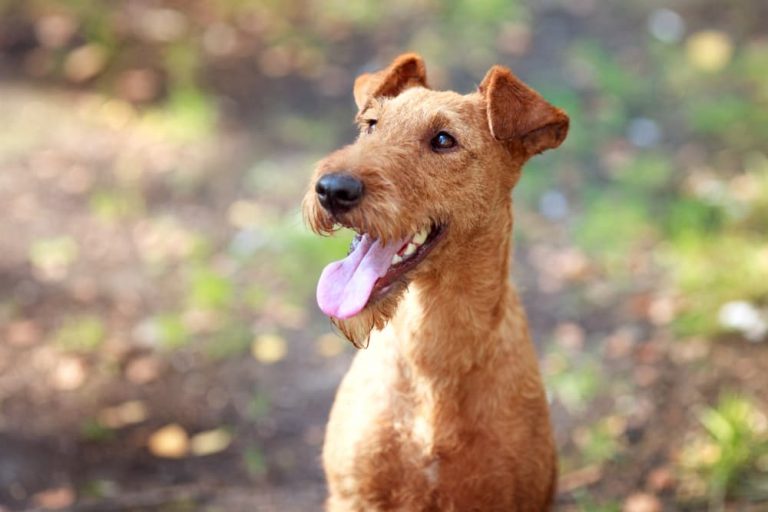 8 Irish Dog Breeds Native to Ireland | Great Pet Care