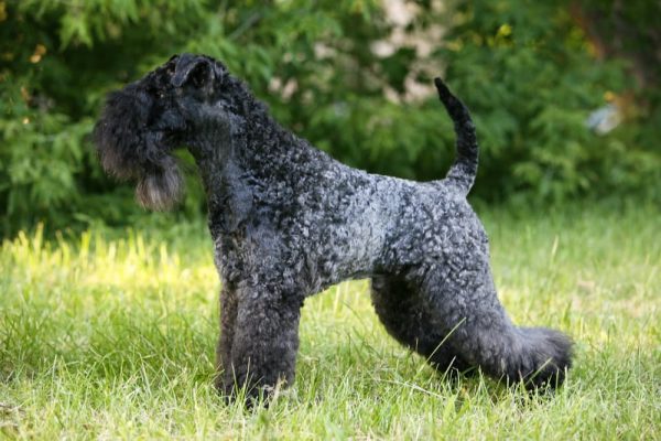8 Irish Dog Breeds Native to Ireland | Great Pet Care