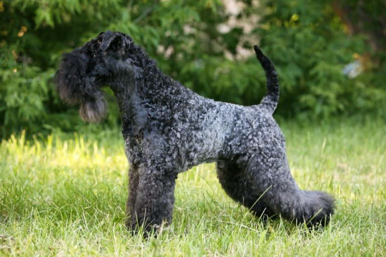 8 Irish Dog Breeds Native to Ireland | Great Pet Care