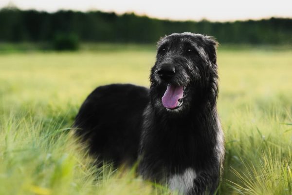 8 Irish Dog Breeds Native to Ireland | Great Pet Care