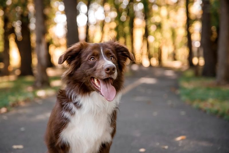 79 Nature Dog Names for Outdoor-Loving Canines | Great Pet Care