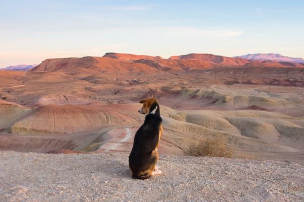 79 Nature Dog Names for Outdoor-Loving Canines | Great Pet Care