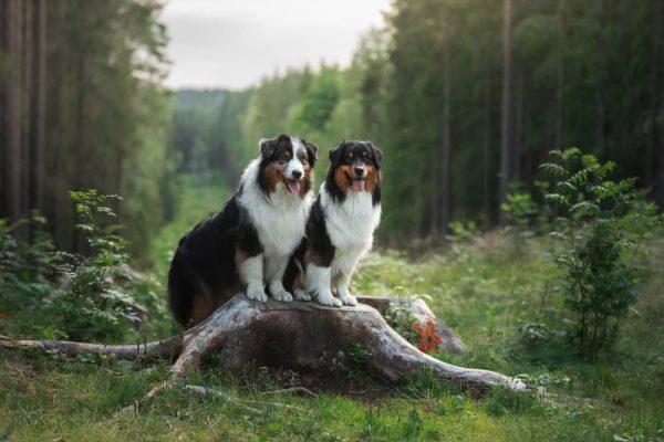 79 Nature Dog Names for Outdoor-Loving Canines | Great Pet Care