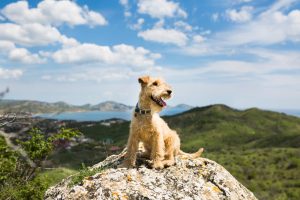 79 Nature Dog Names for Outdoor-Loving Canines | Great Pet Care