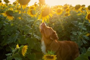 79 Nature Dog Names for Outdoor-Loving Canines | Great Pet Care