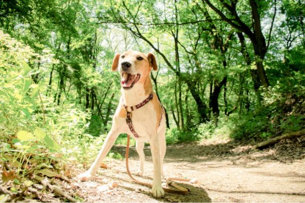 79 Nature Dog Names for Outdoor-Loving Canines | Great Pet Care